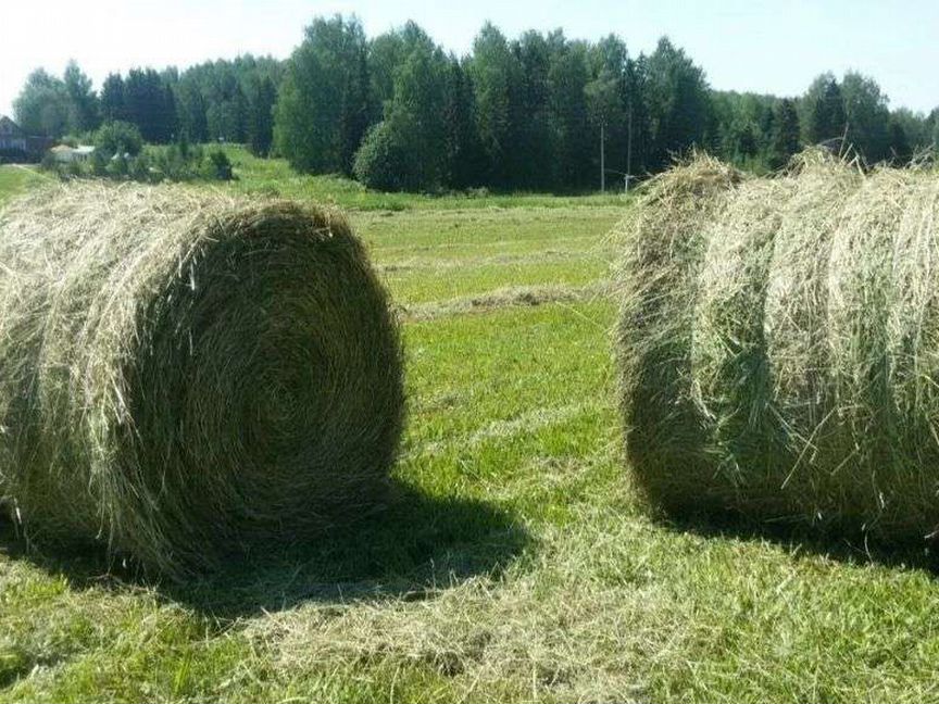 Сено в рулонах