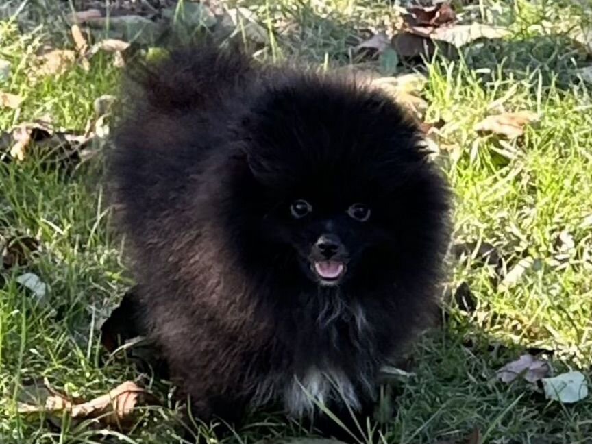 Забавный мальчик шпицулька