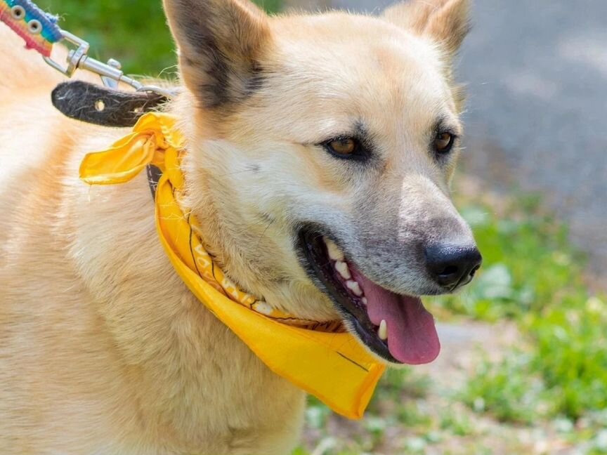 Собака в добрые руки