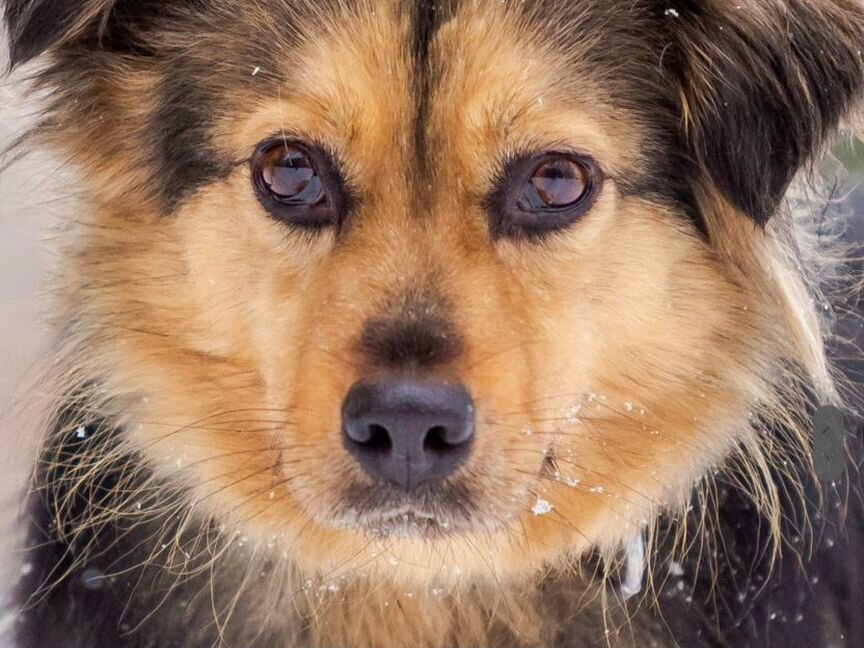 Собака в добрые руки