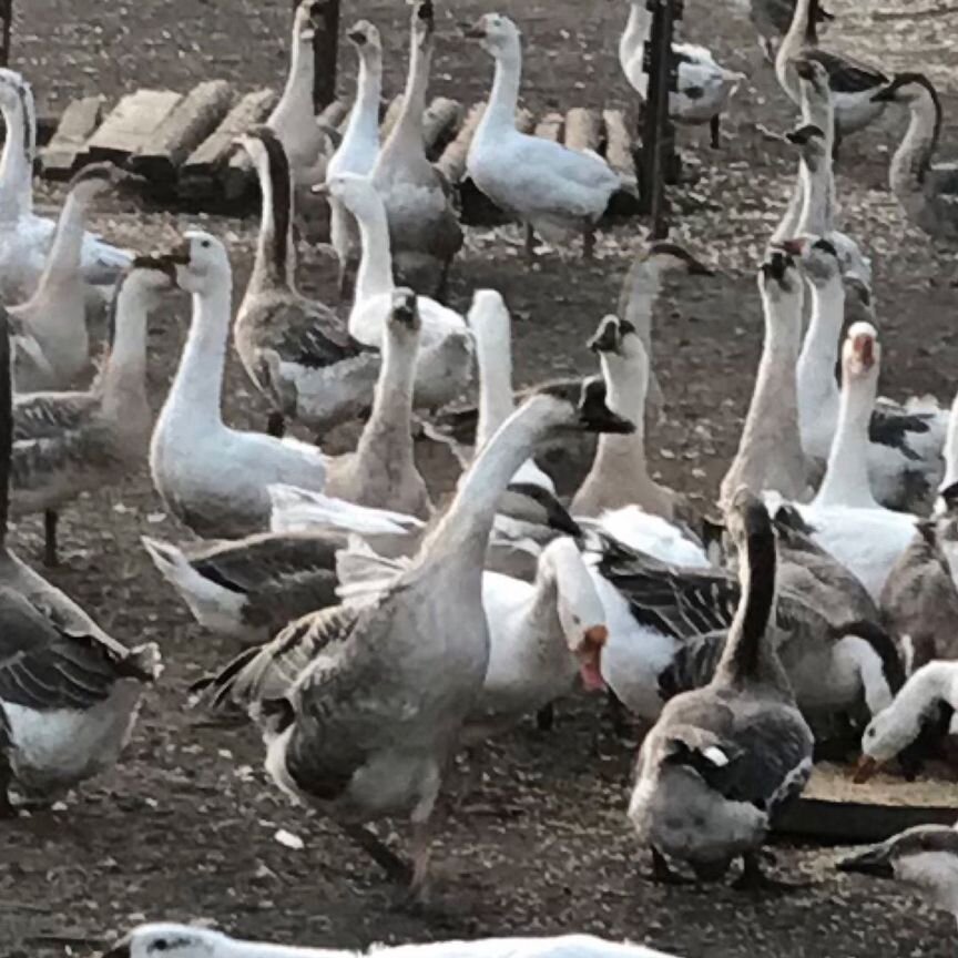 Гуси домашние, оптом