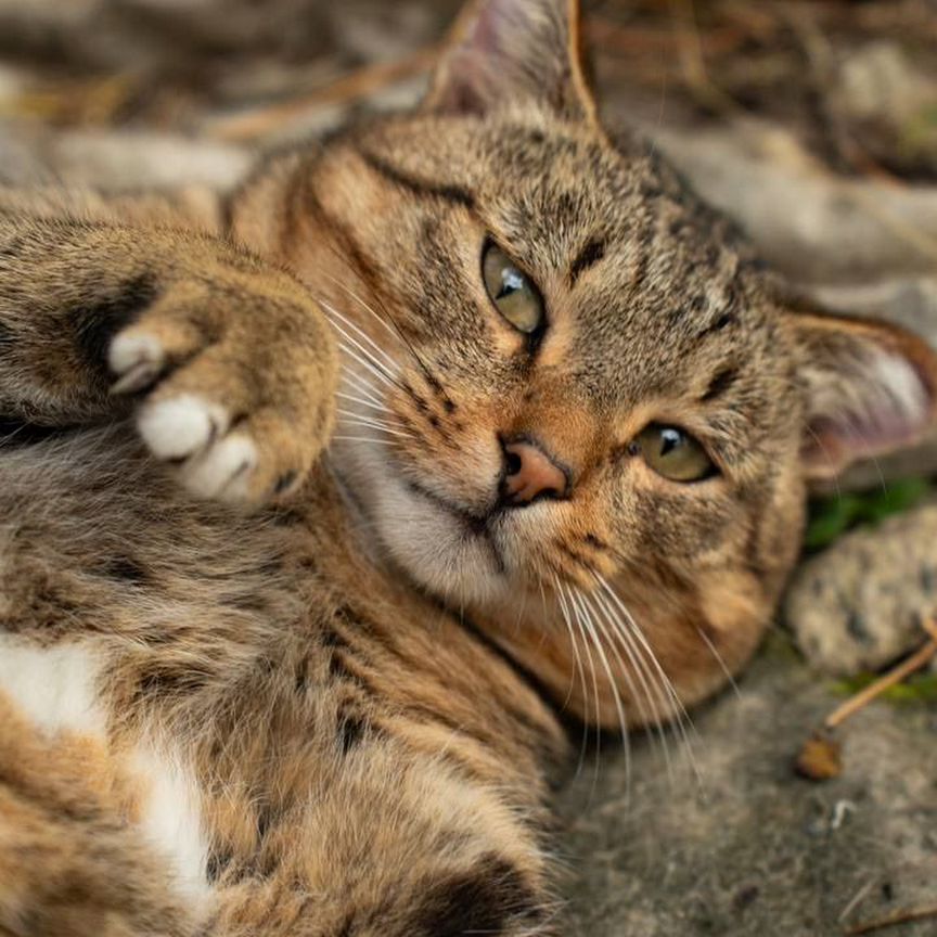 Котя Мотя в добрые руки