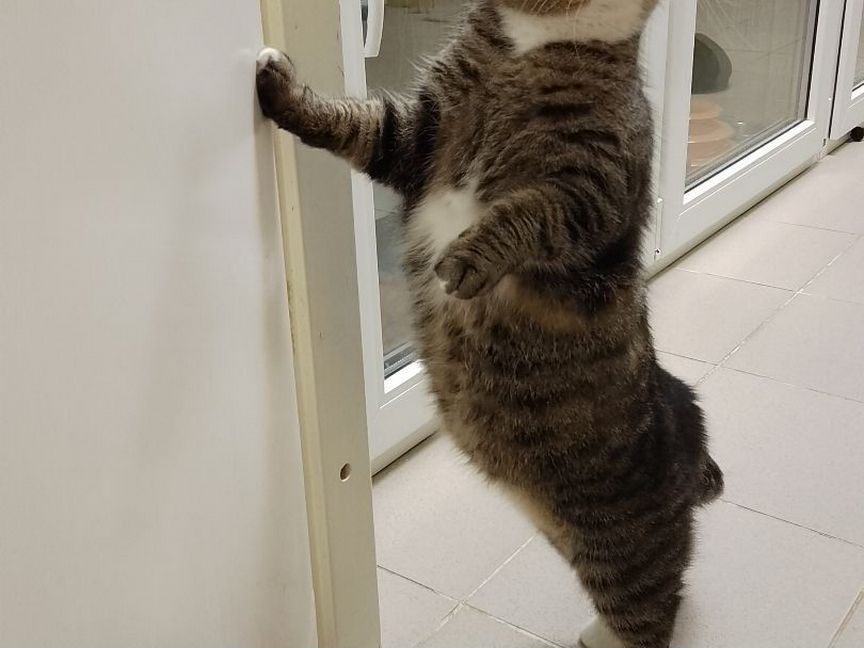 Кошка