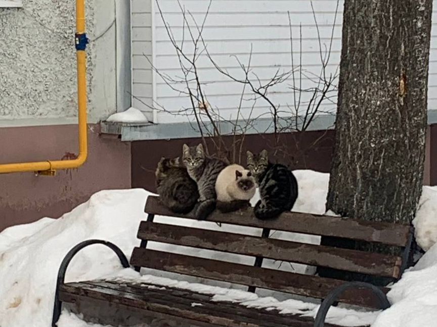 Кошки в добрые руки