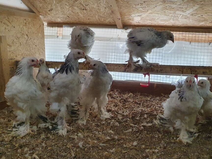 Брама Светлая молотки