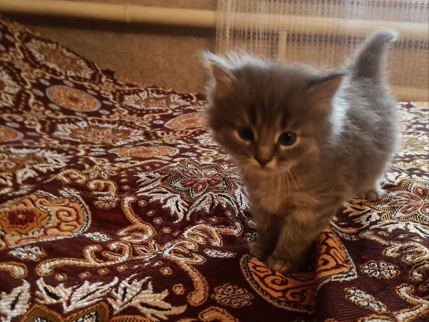 Котенок сибирской кошки бесплатно