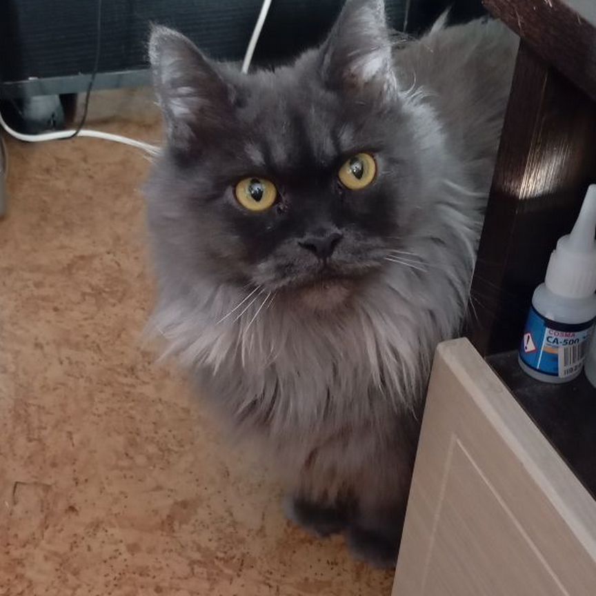 Мейн-кун, взрослая кошка