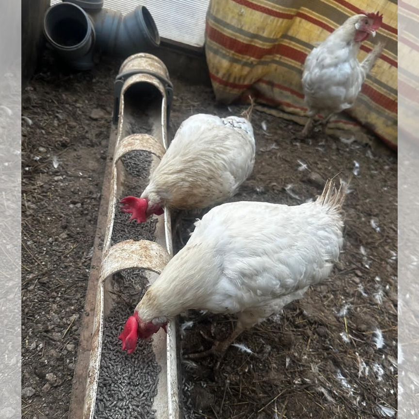 Курица домашняя живая