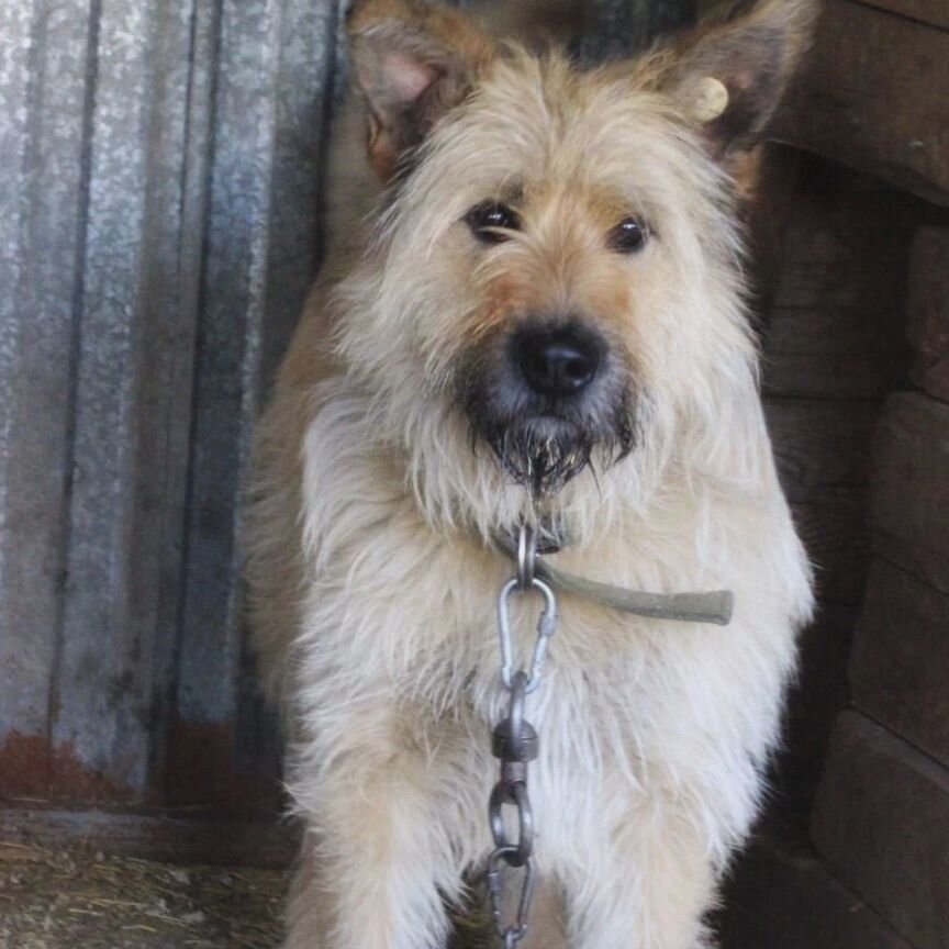 Генка, 1 год, кастрирован, привит