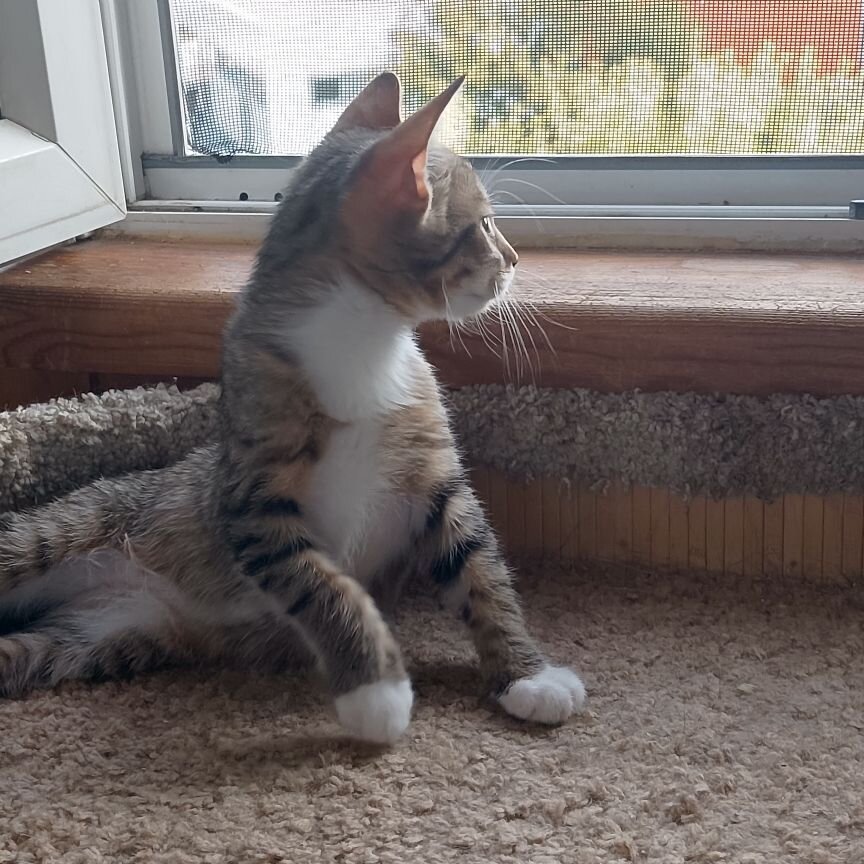Котенок девочка табби с белыми лапками
