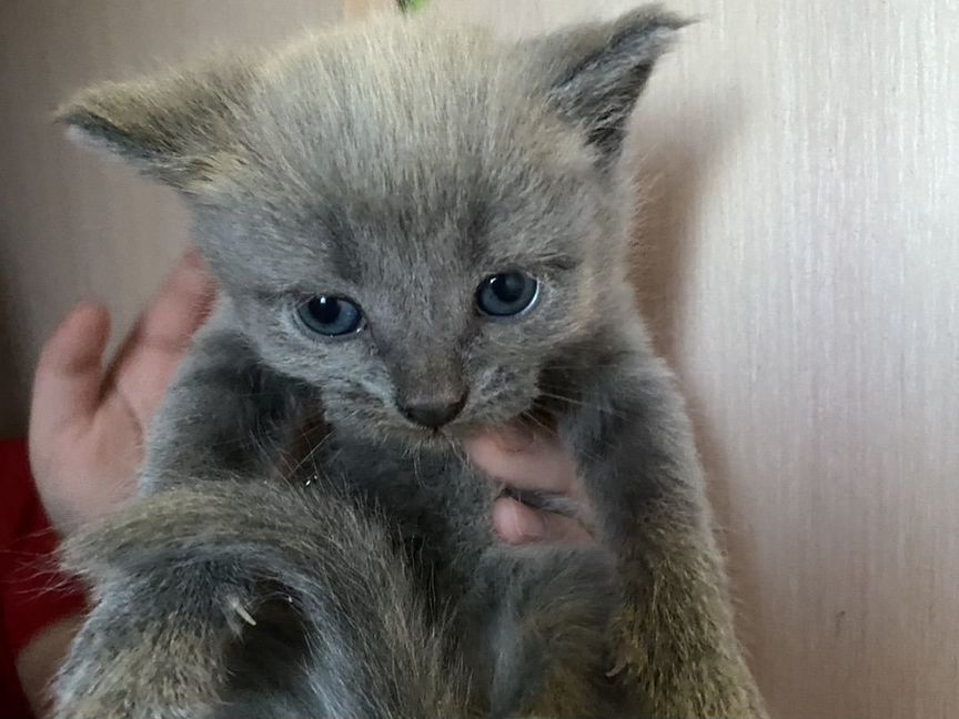 Британские котята