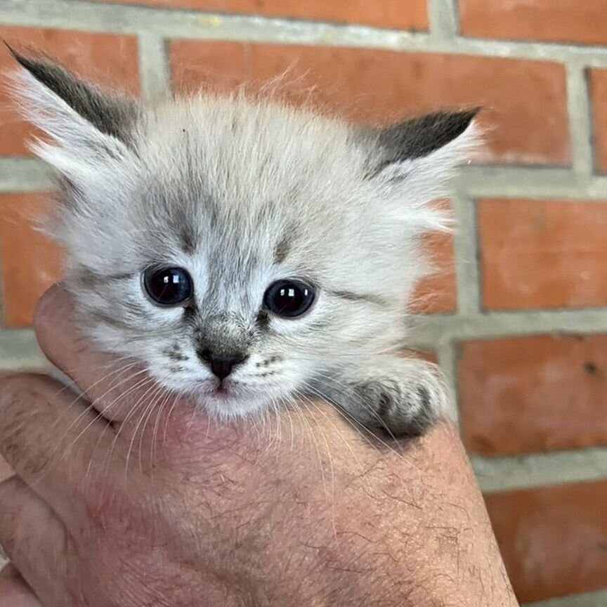 Отдам котят в добрые руки