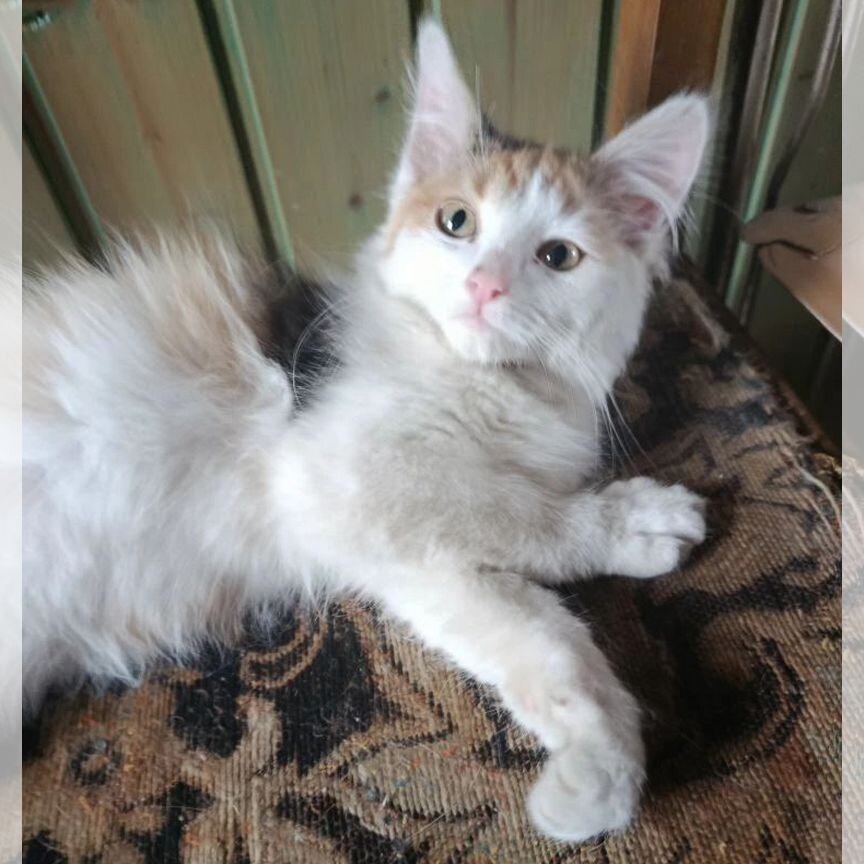 Котёнок в добрые руки