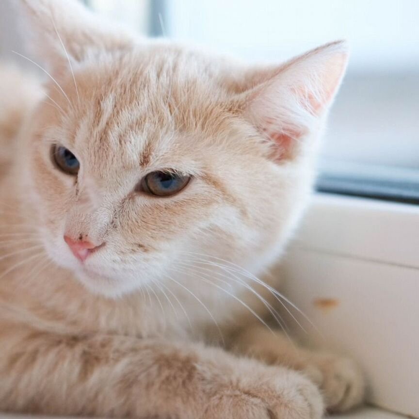 Кошечка персиковая