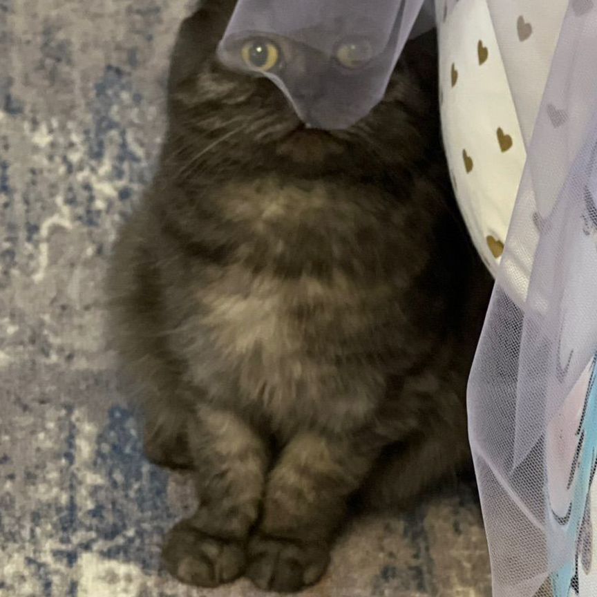 Вислоухий шотландец кот