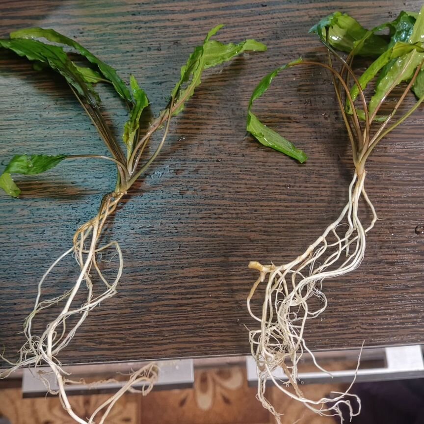 Аквариумное растение