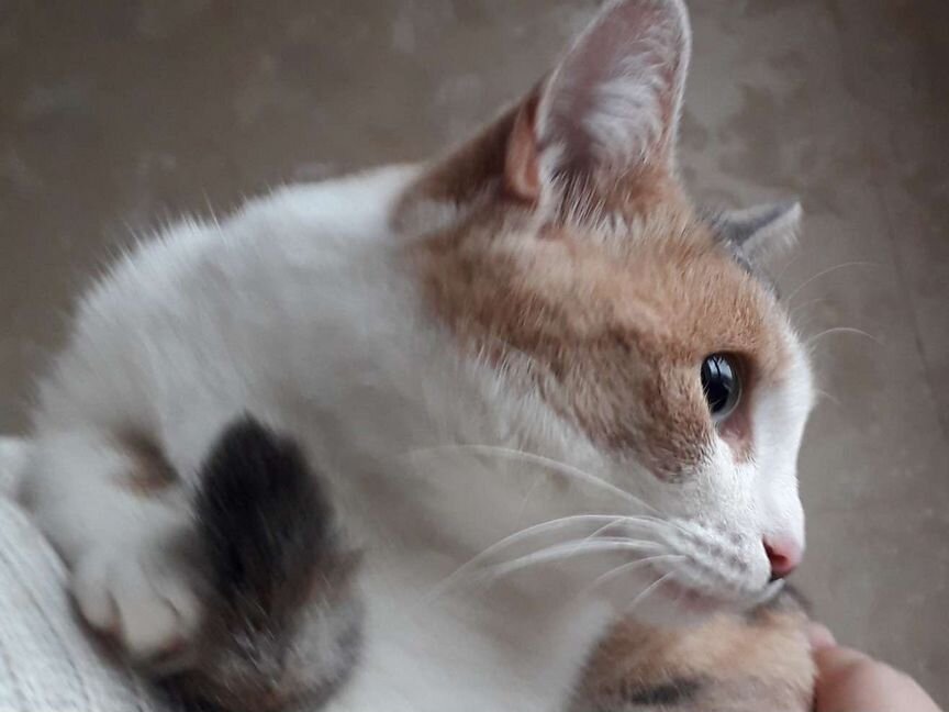 Кошка в добрые руки