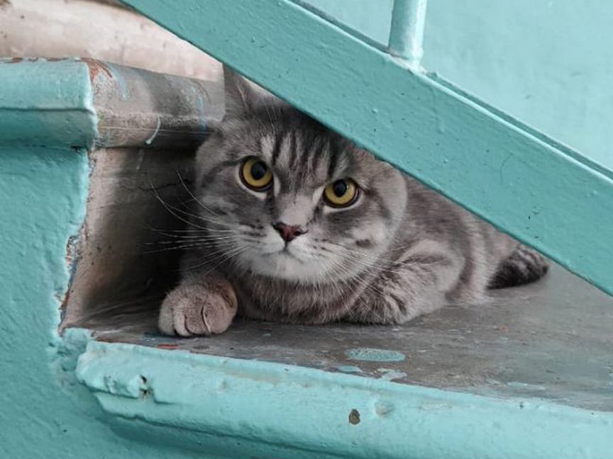 Кошка