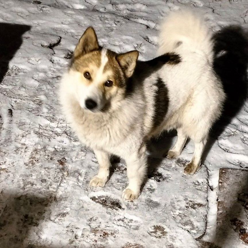 Собака в добрые руки маленькая порода