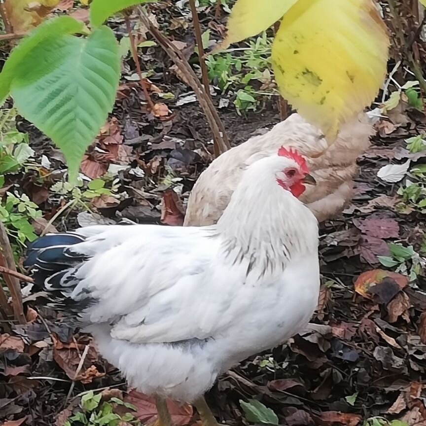 Петух Чешский доминант