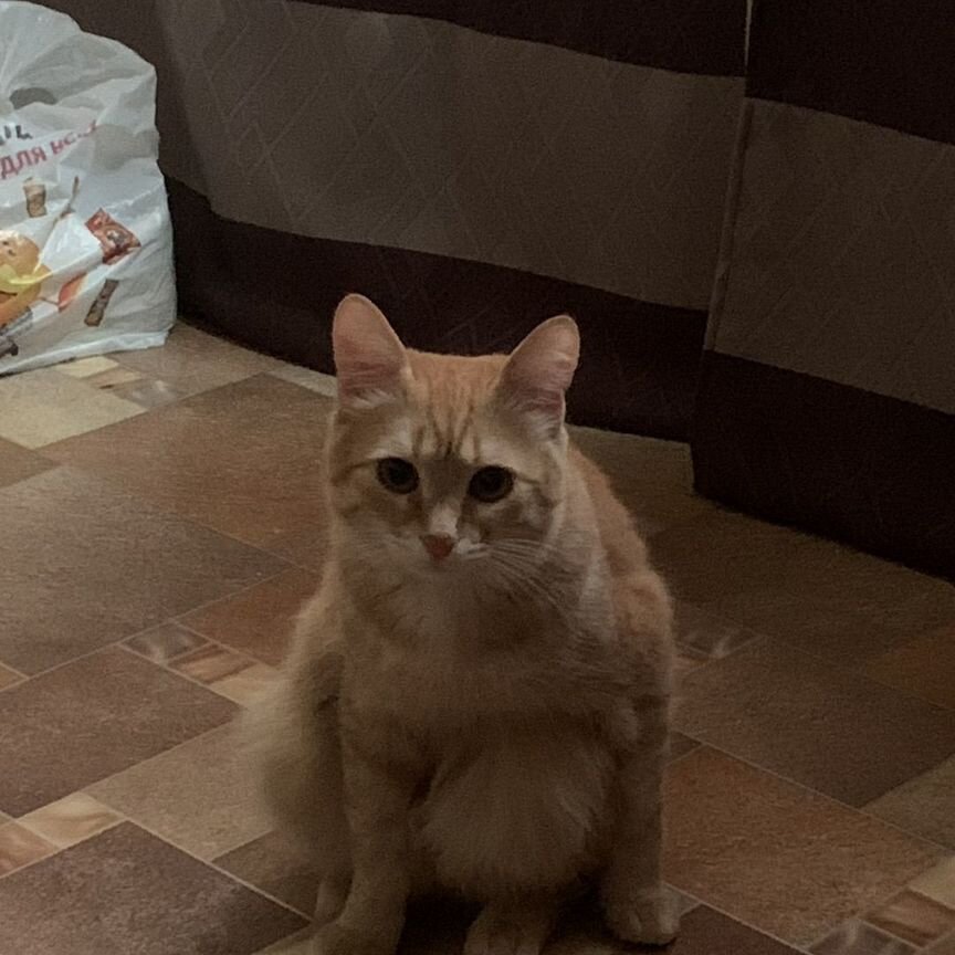 Коты в добрые руки