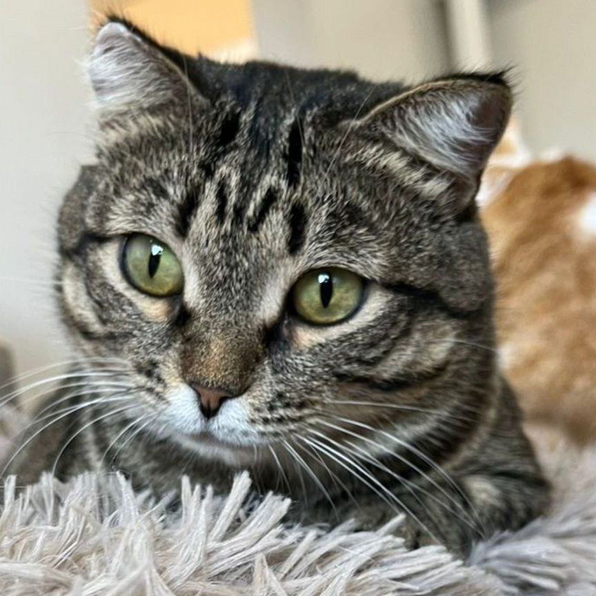 Отдадим котика