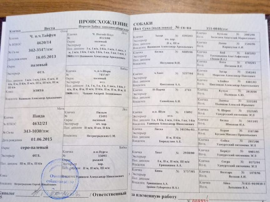 Щенки западно сибирской лайки