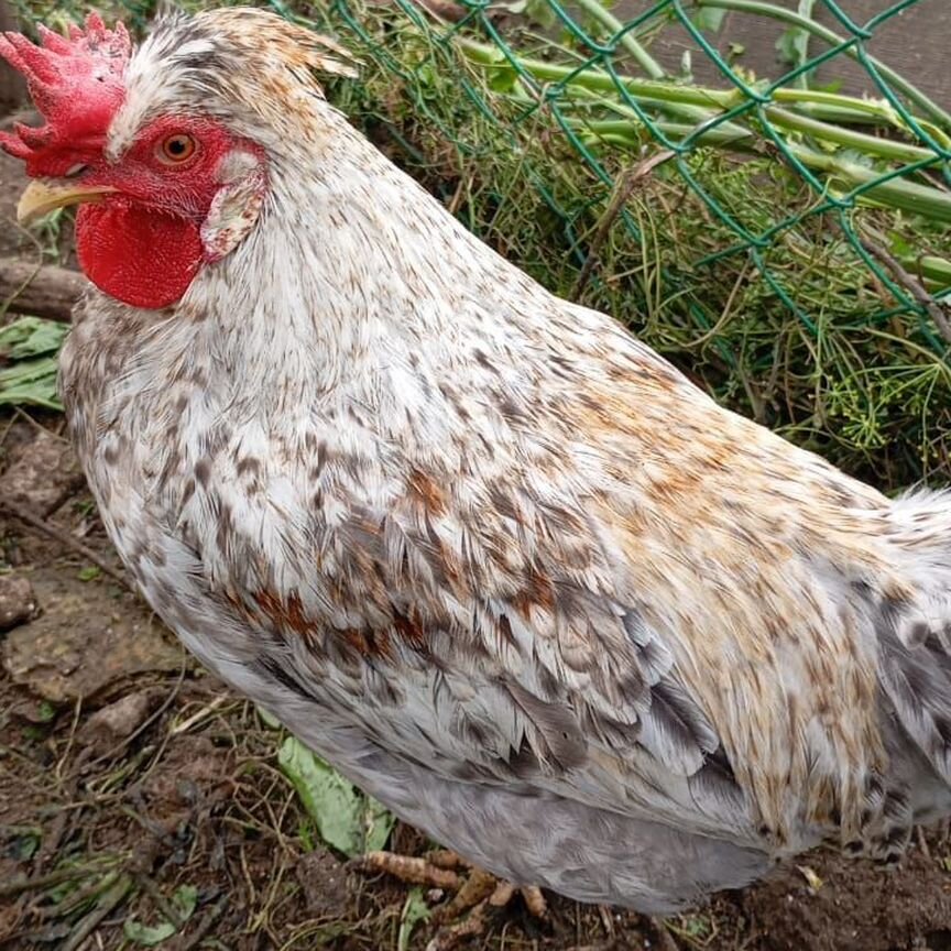 Молодые петухи