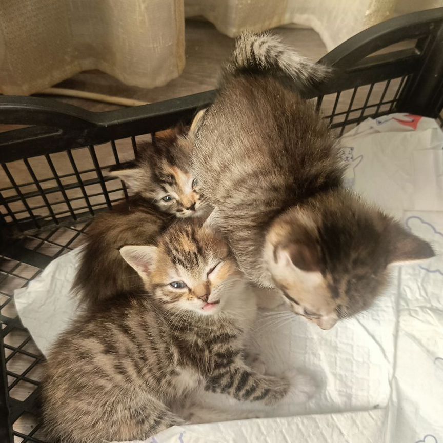 Котята в добрые руки бесплатно