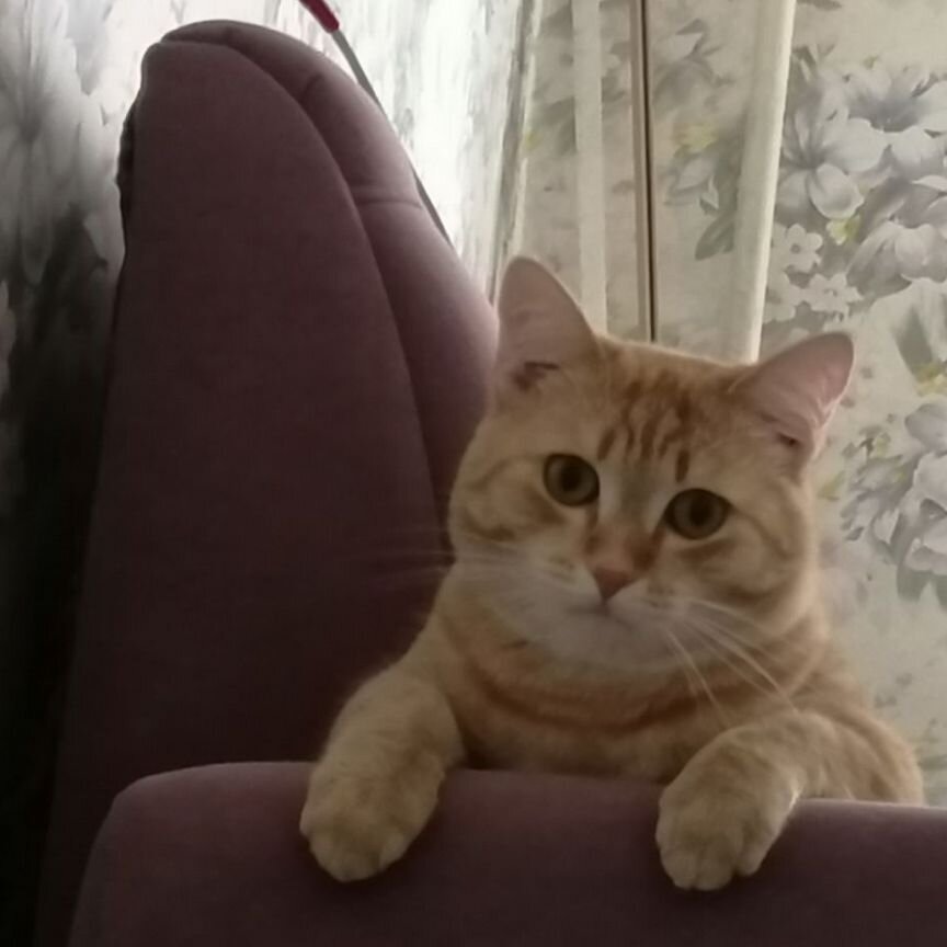 Карельский бобтейл, взрослый кот