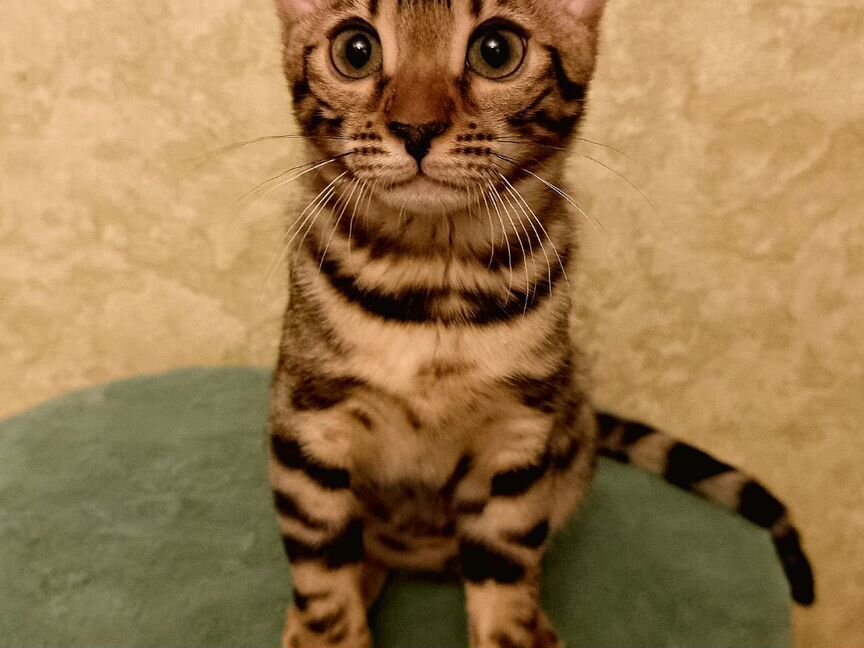 Бенгальские котята с документами