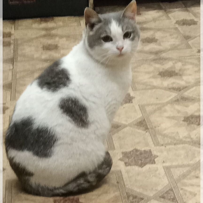 Взрослая, кошка в добрые руки