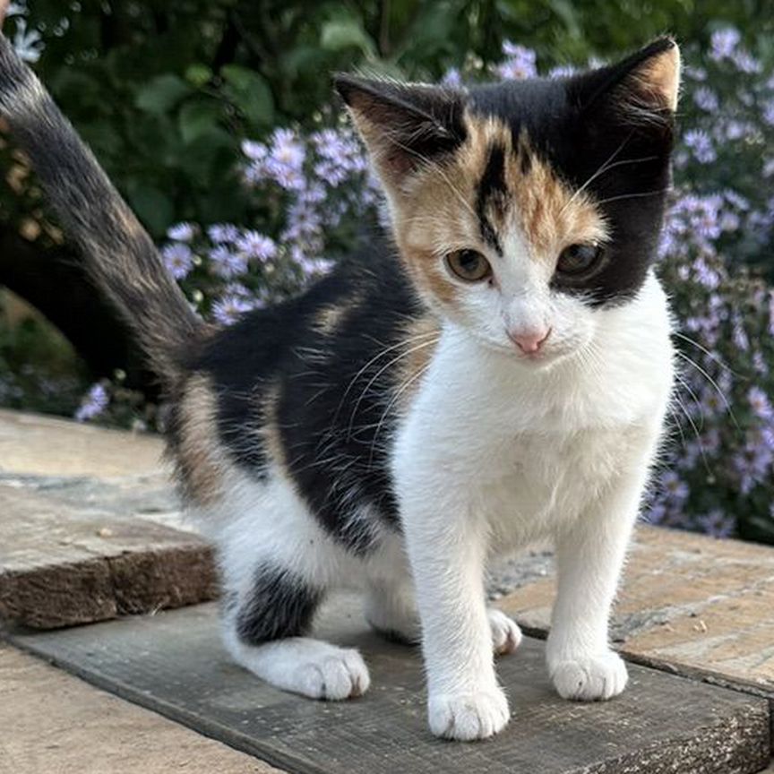 Кошечка
