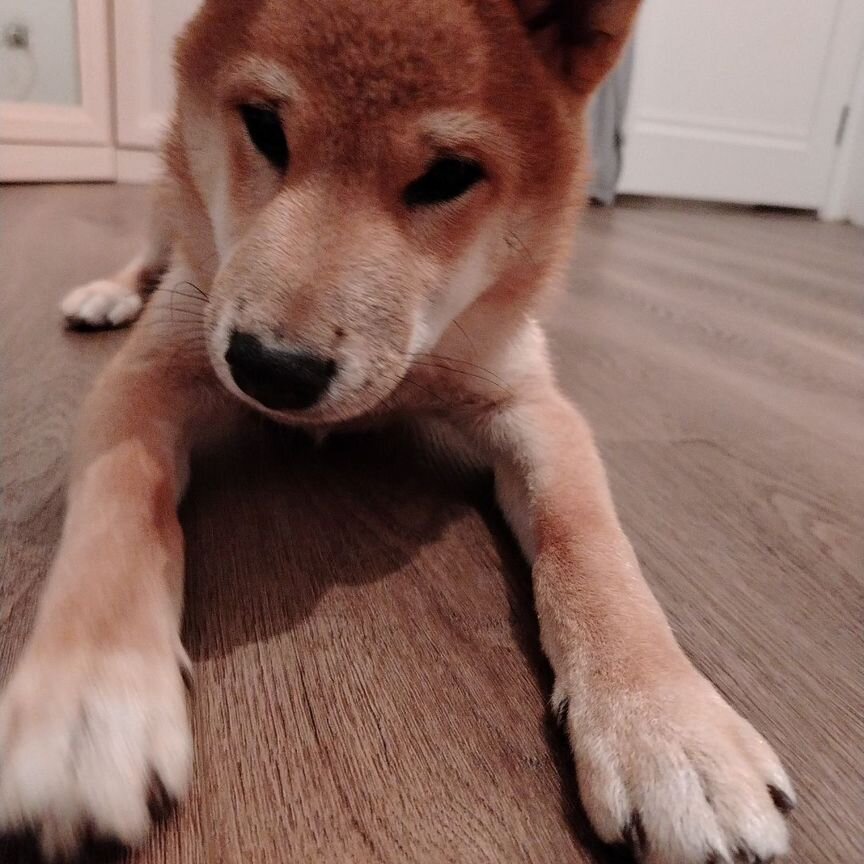Шиба сиба ину