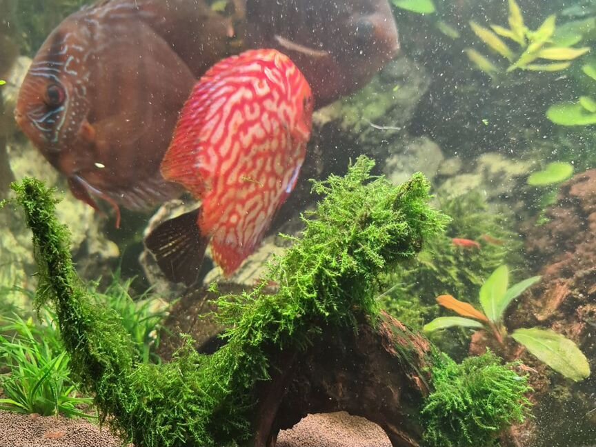 Мангровая коряга, Анубиас отростки 50р