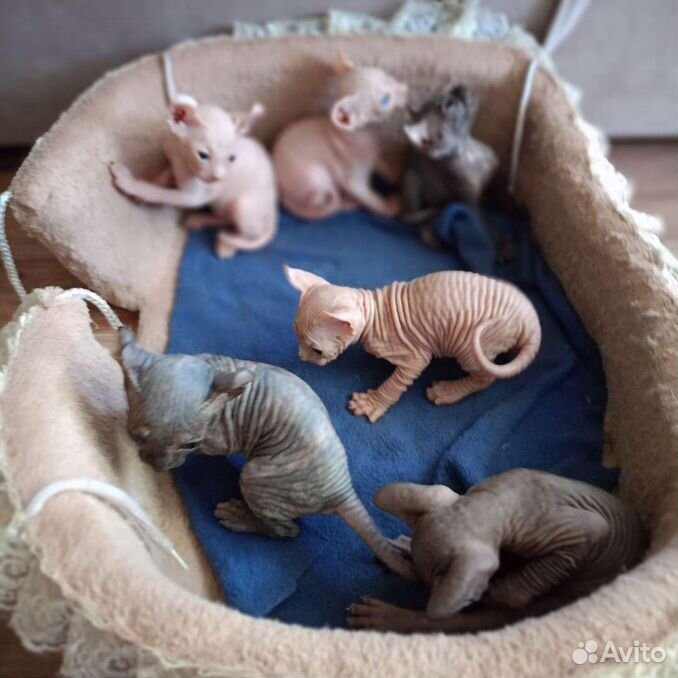 Канадский сфинкс эльф котенок