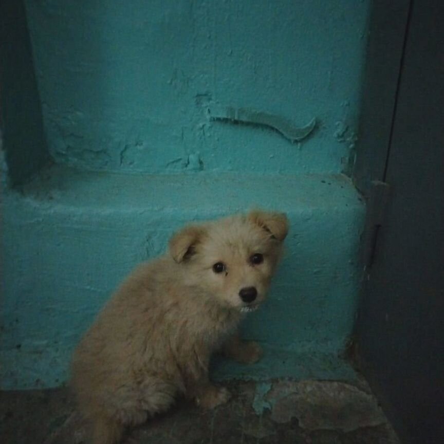 Щенок в подъезде