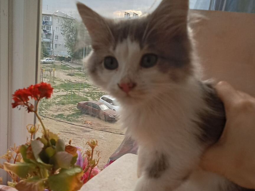 Котенок в добрые руки