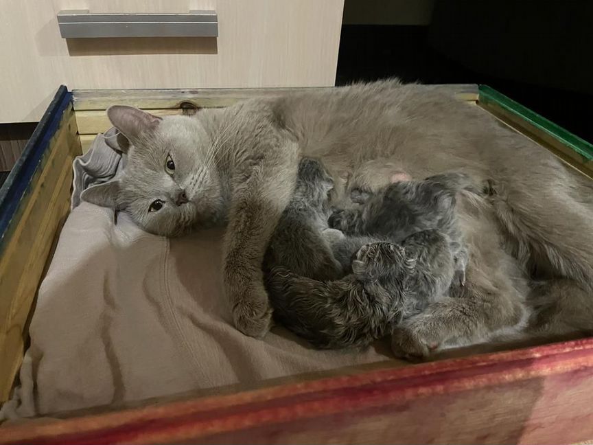 Британские котята