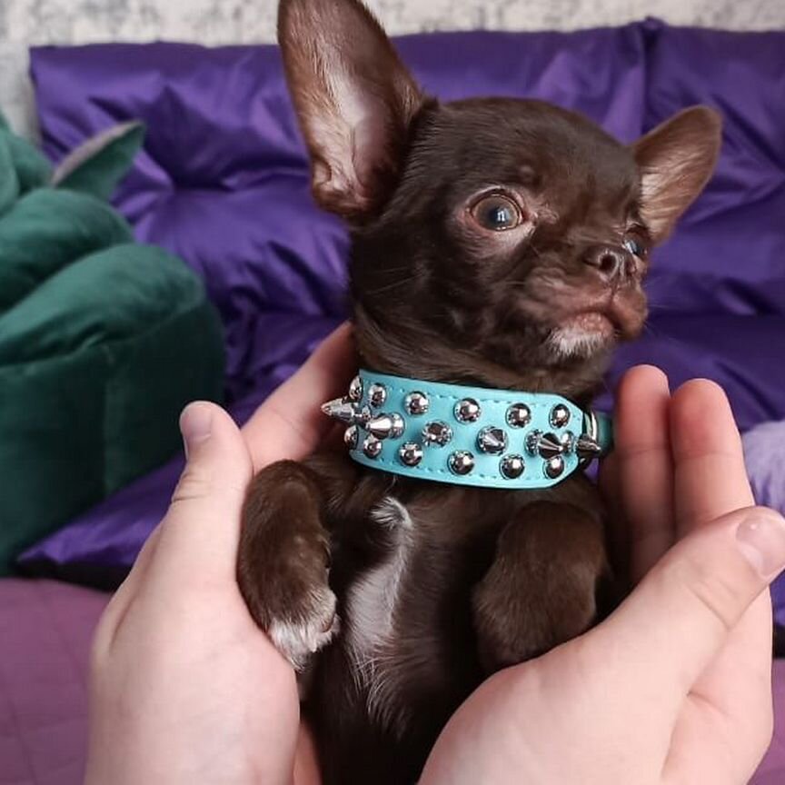 Чихуахуа мальчик шоколадненький