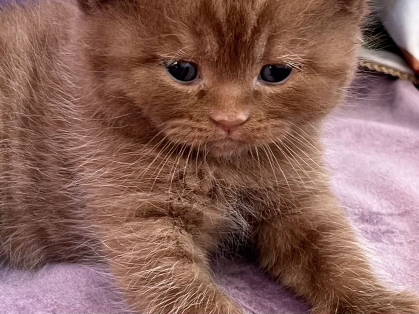 Британские котята