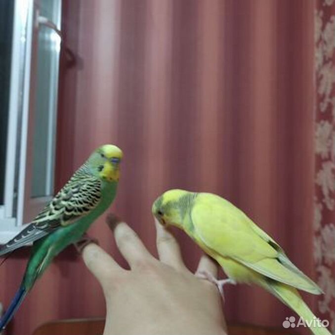 Волнистые попугаи самки