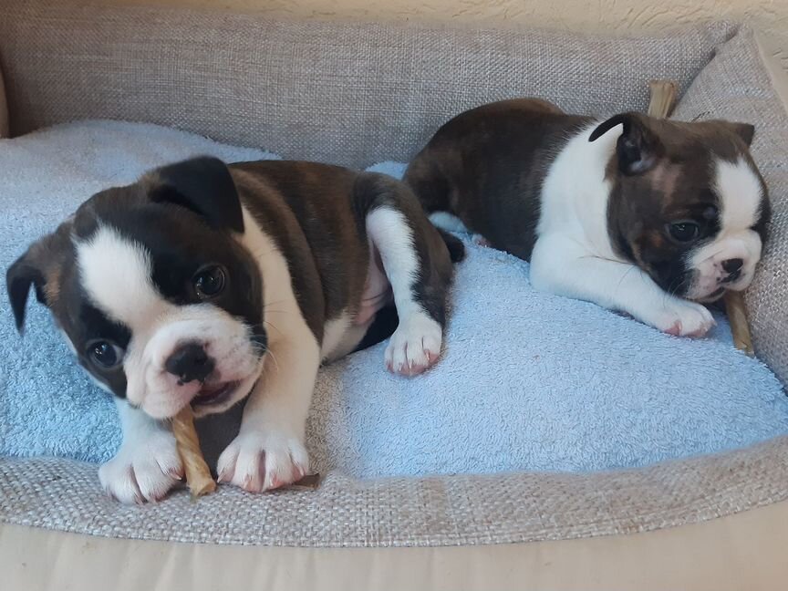Щенки породы "Бостон-терьер"