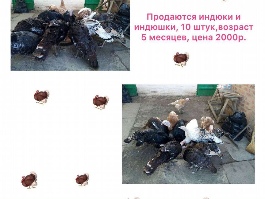 Индюки степные
