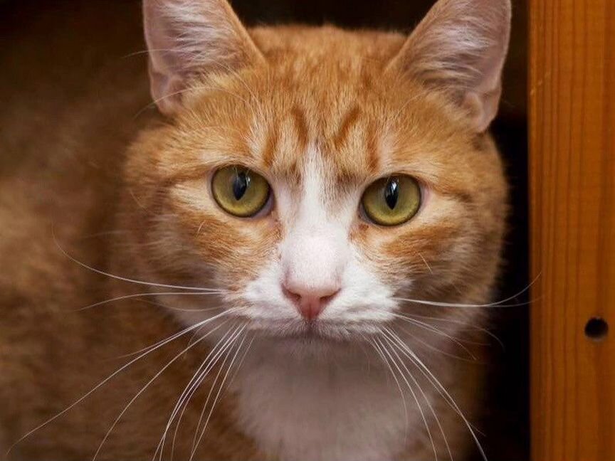Котик ищет дом