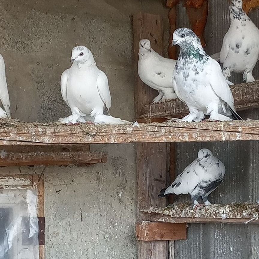 Голуби таджикские
