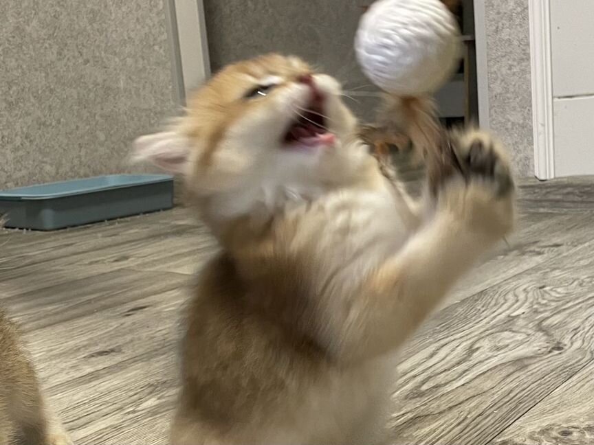 Котята золотая шиншилла