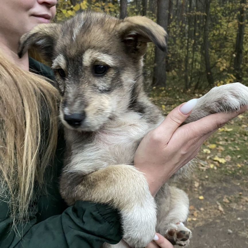 Щенок в добрые руки бесплатно