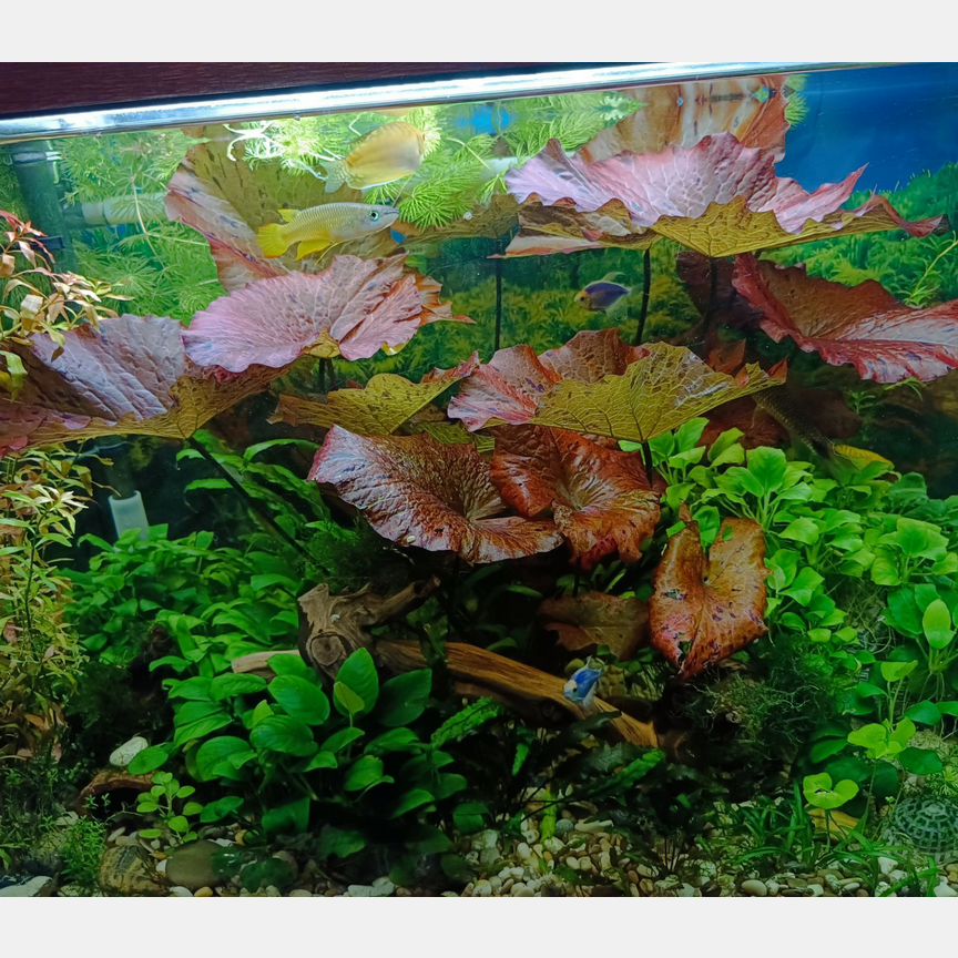 Нимфея тигровая красная