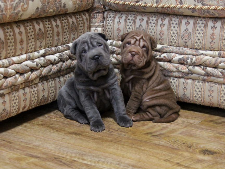 Шарпей Лучший Подарочек на Новый год